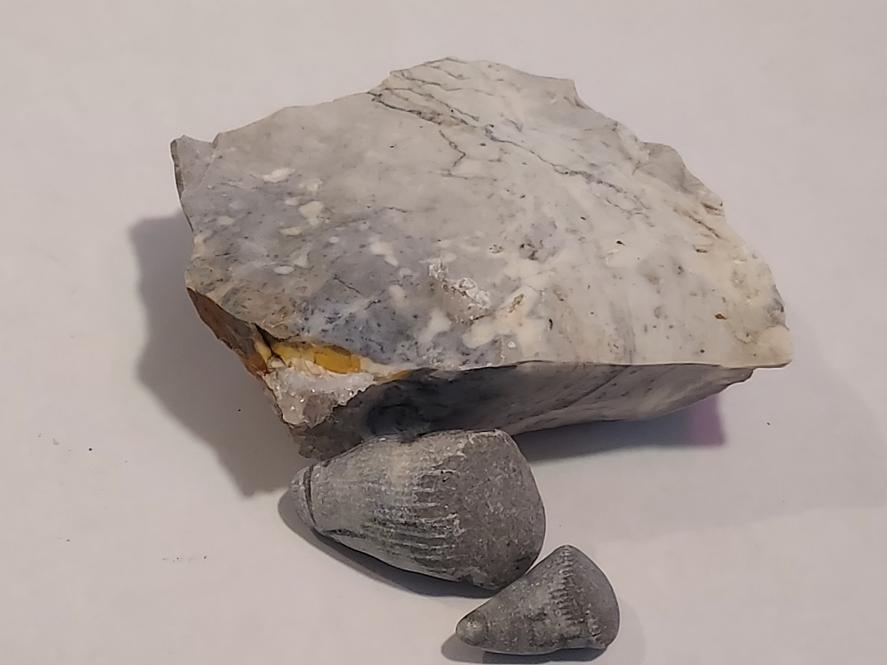Ohio Flint Devonian Era Nyohio Flint Raw Horn Coral Flint Crystals ...