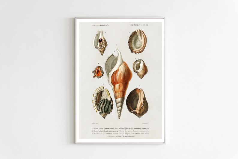 Beautiful Shells / Mollusc Poster High Quality Art Paper Remastered ...