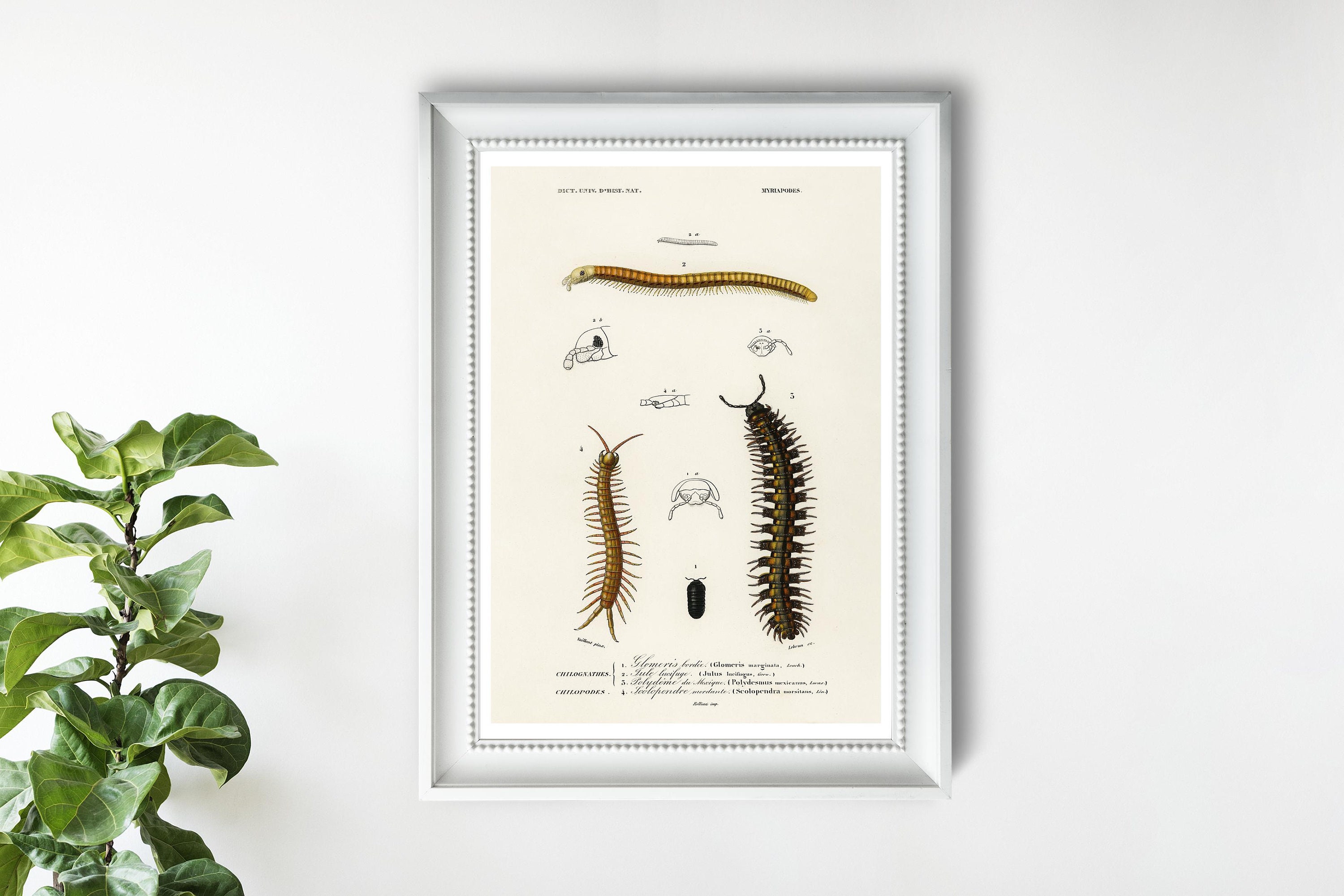 Different Types of Millipedes / Millipeds Vintage Wall Art / - Etsy