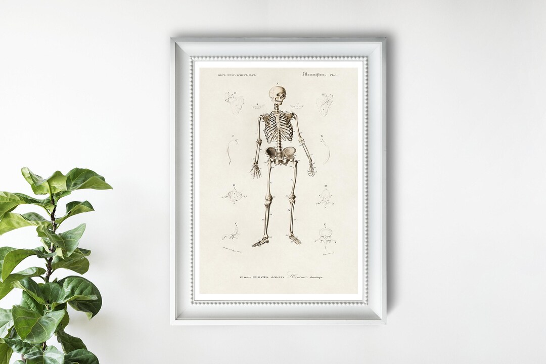 Vintage Human Skeleton Poster High Quality Art Paper Remastered Archive ...