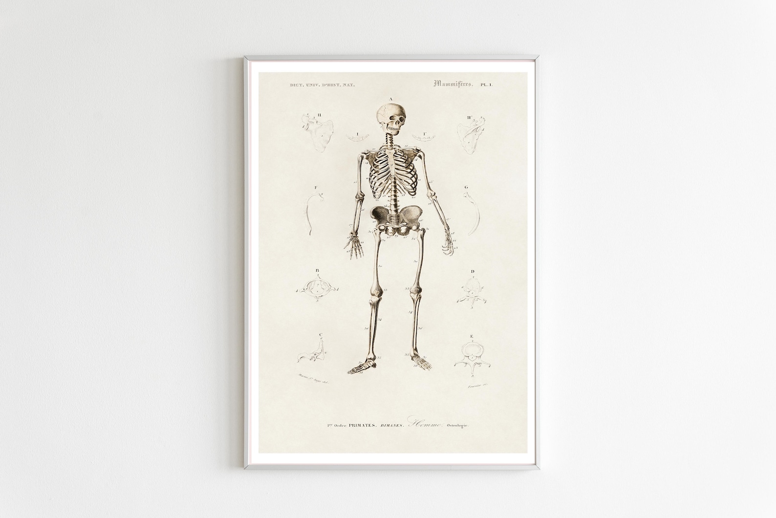 Vintage Human Skeleton Poster High Quality Art Paper Remastered Archive ...