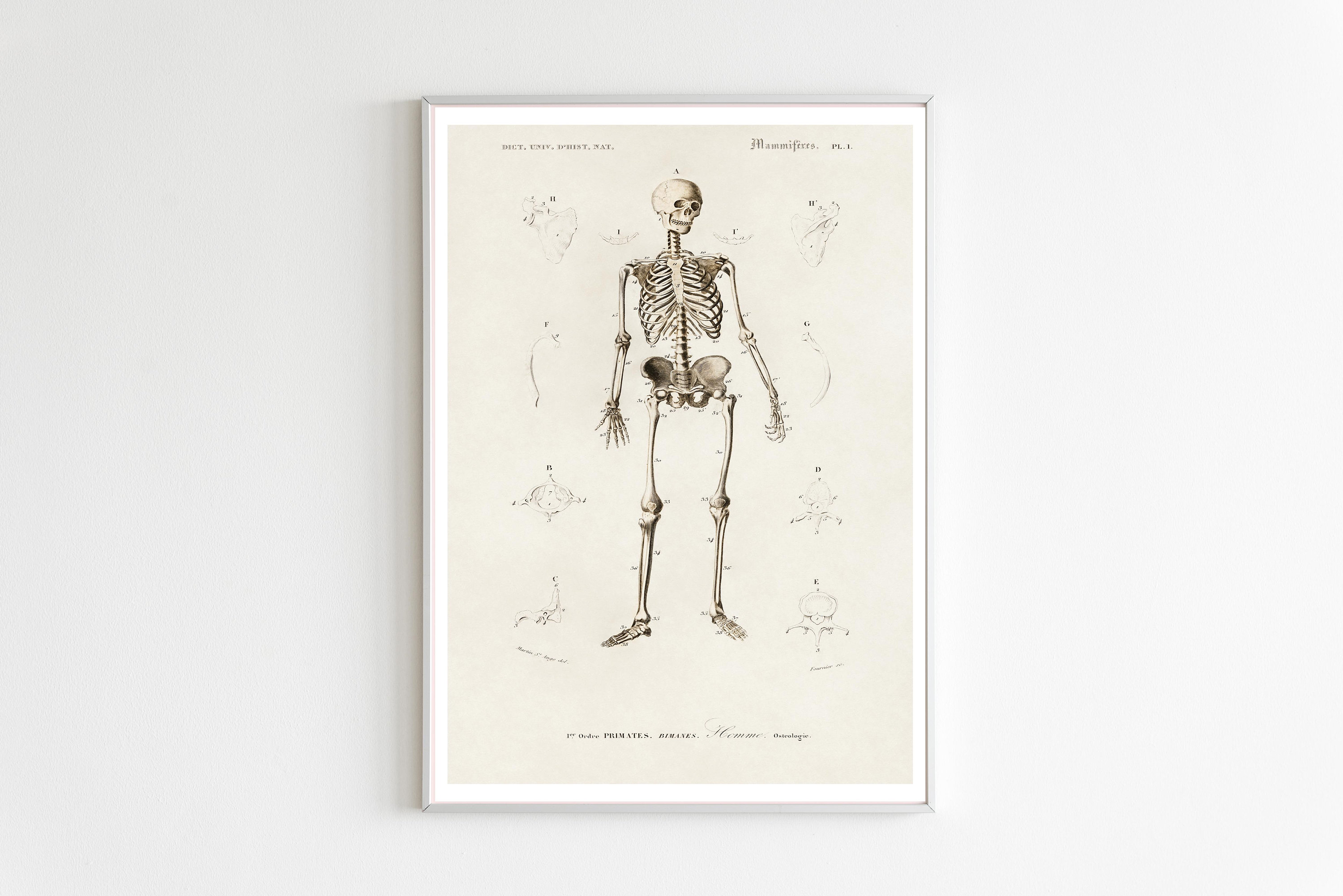 Vintage Human Skeleton Poster High Quality Art Paper Remastered Archive ...
