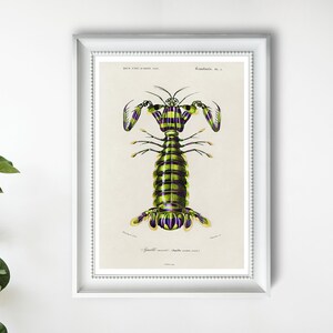 Camarones mantis gigantes Squilla Maculata Papel de arte | Etsy