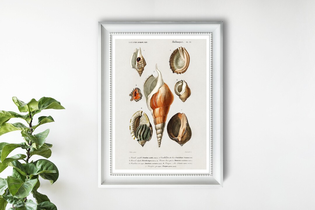 Beautiful Shells / Mollusc Poster High Quality Art Paper Remastered ...