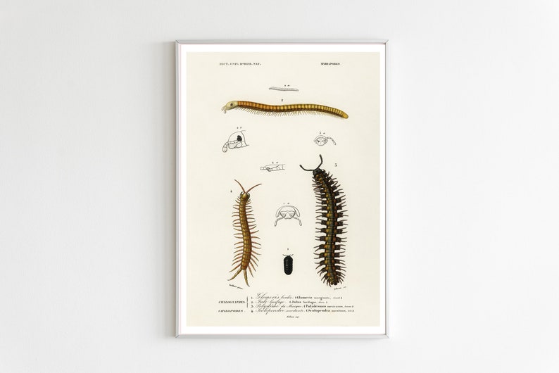 Different Types of Millipedes / Millipeds Vintage Wall Art / Millipede ...