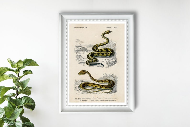 Rattlesnake and Saharan Viper Poster High Quality Art Paper - Etsy