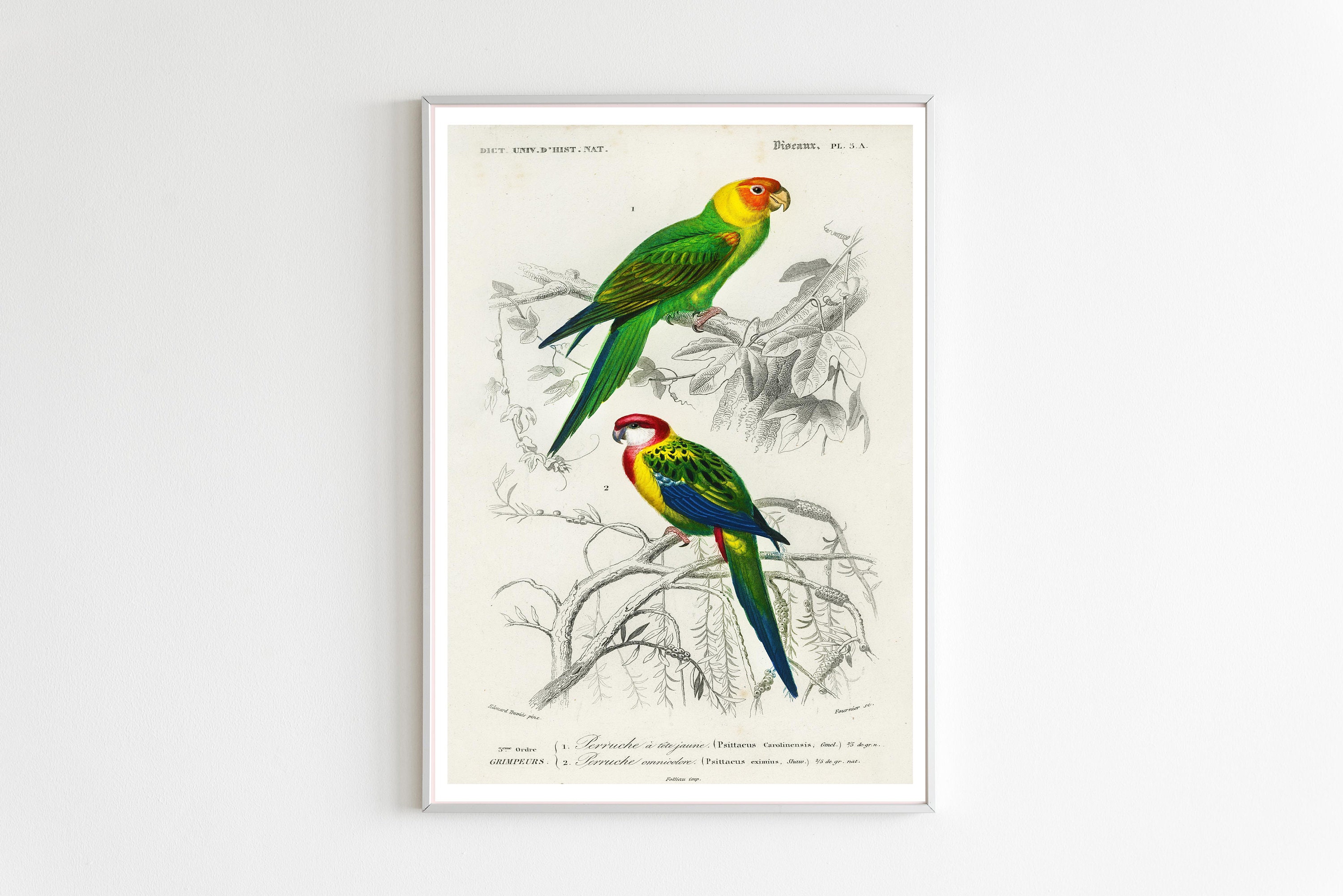 Two Parrots Poster Vintage Bird Prints High Quality Art Paper ...