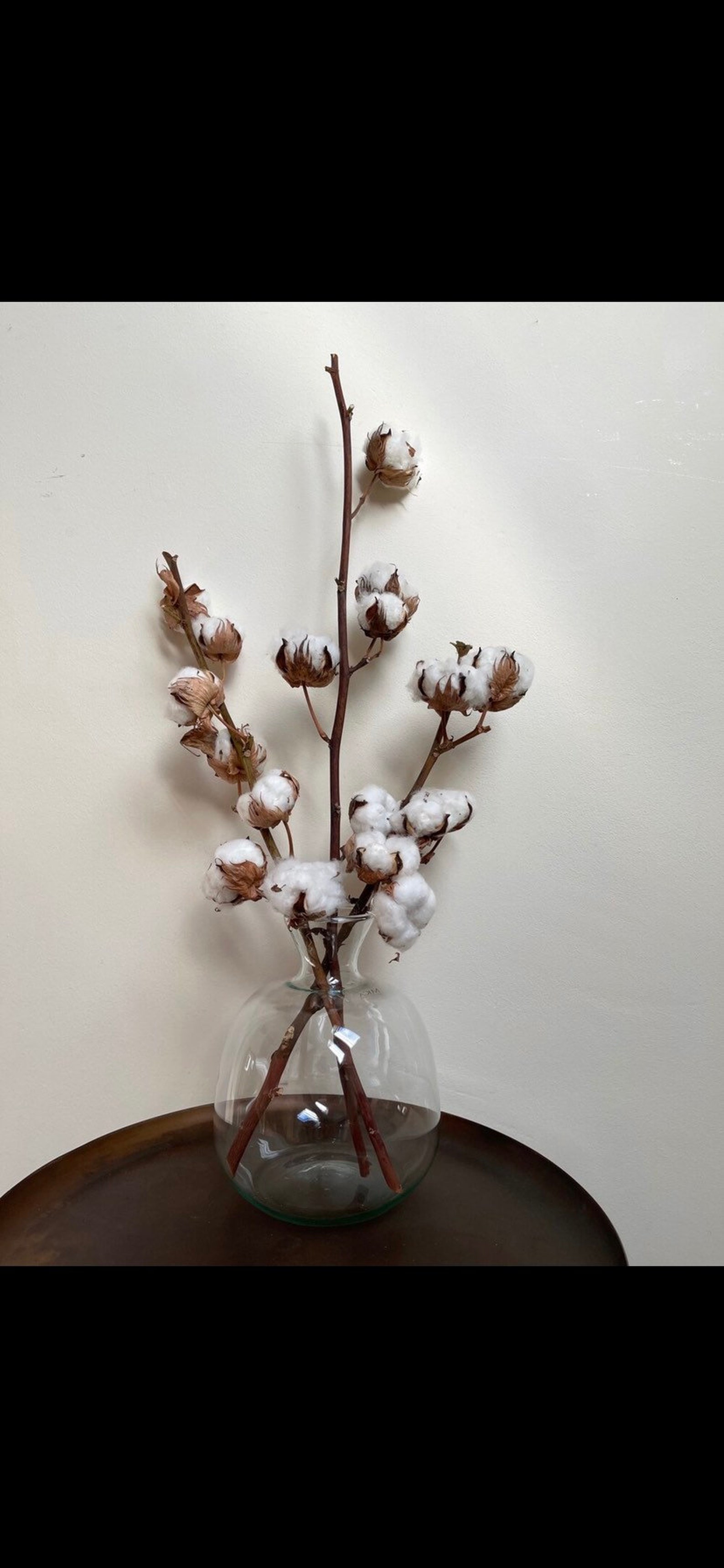 Real Dried Cotton Flower Stems 5 Stems 60cm - Etsy New Zealand