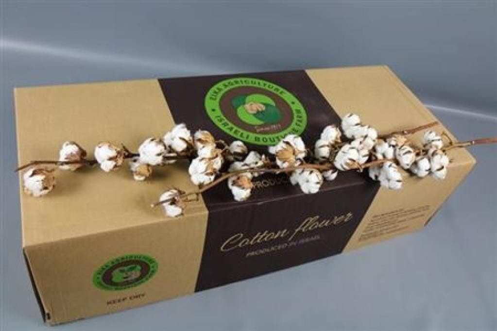 Real Dried Cotton Flower Stems 5 Stems 60cm - Etsy New Zealand