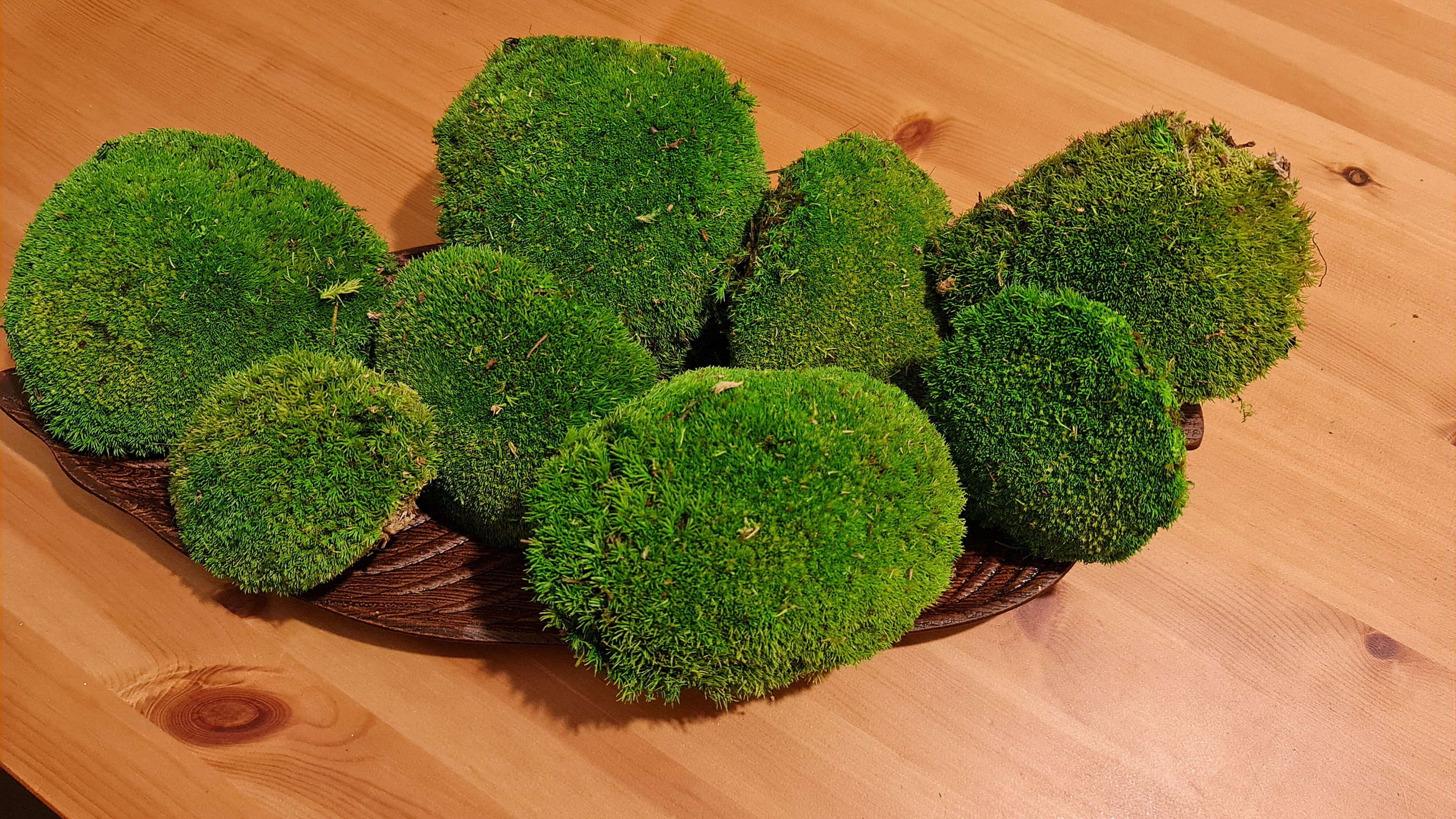 Preserved Ball / Pole Moss Cushion Bunn Moss Terrariums - Etsy UK