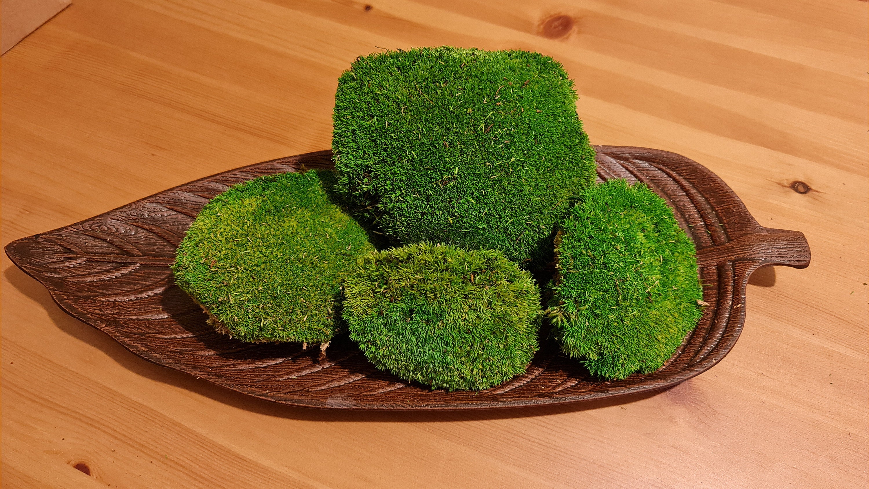 Preserved Ball / Pole Moss Cushion Bunn Moss Terrariums - Etsy UK