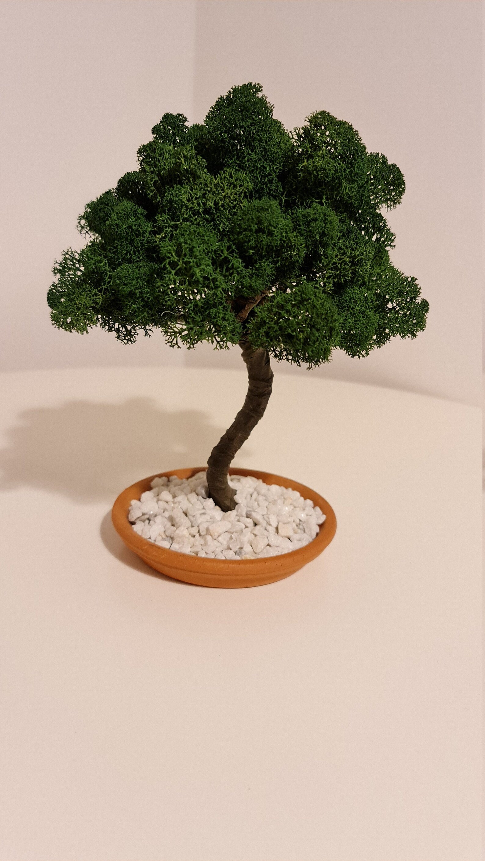 Java moss bonsai tree - Trosexplorer