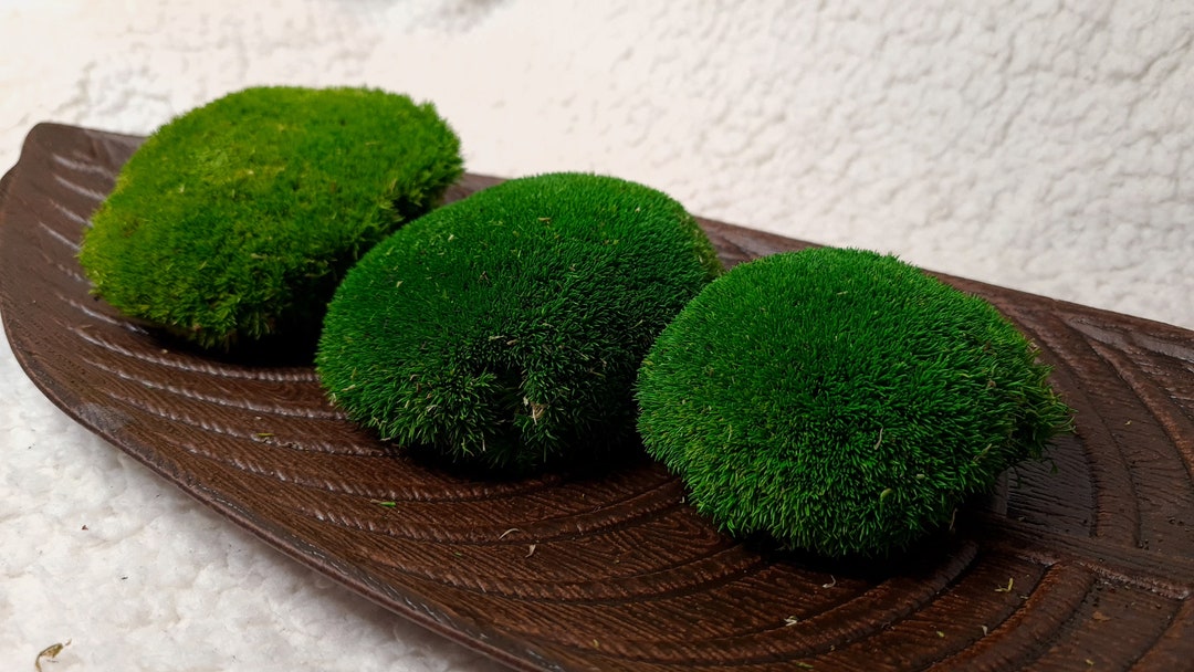 Preserved Ball / Pole Moss Cushion Bunn Moss Terrariums Vivariums Wall ...