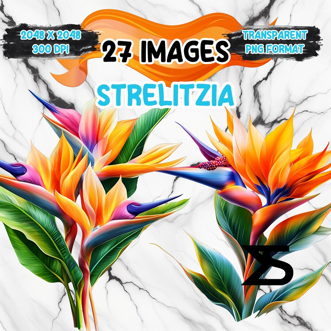 Watercolor Strelitzia PNG Image on Transparent Background, Digital ...