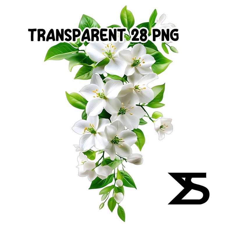 Watercolor Jasmine Flower String PNG Image on Transparent Background ...