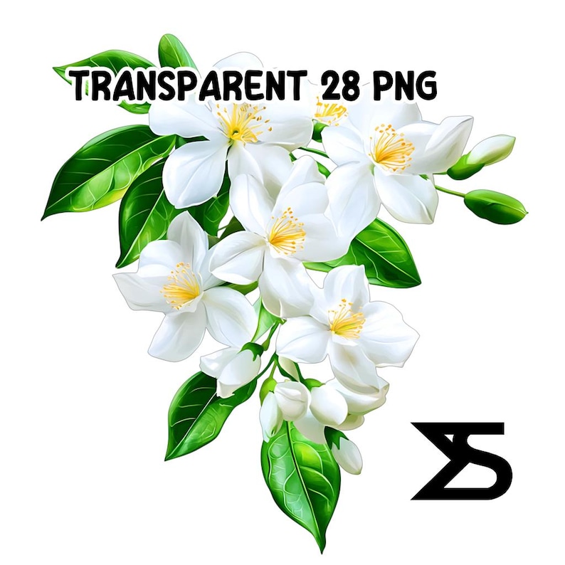 Watercolor Jasmine Flower String PNG Image on Transparent Background ...