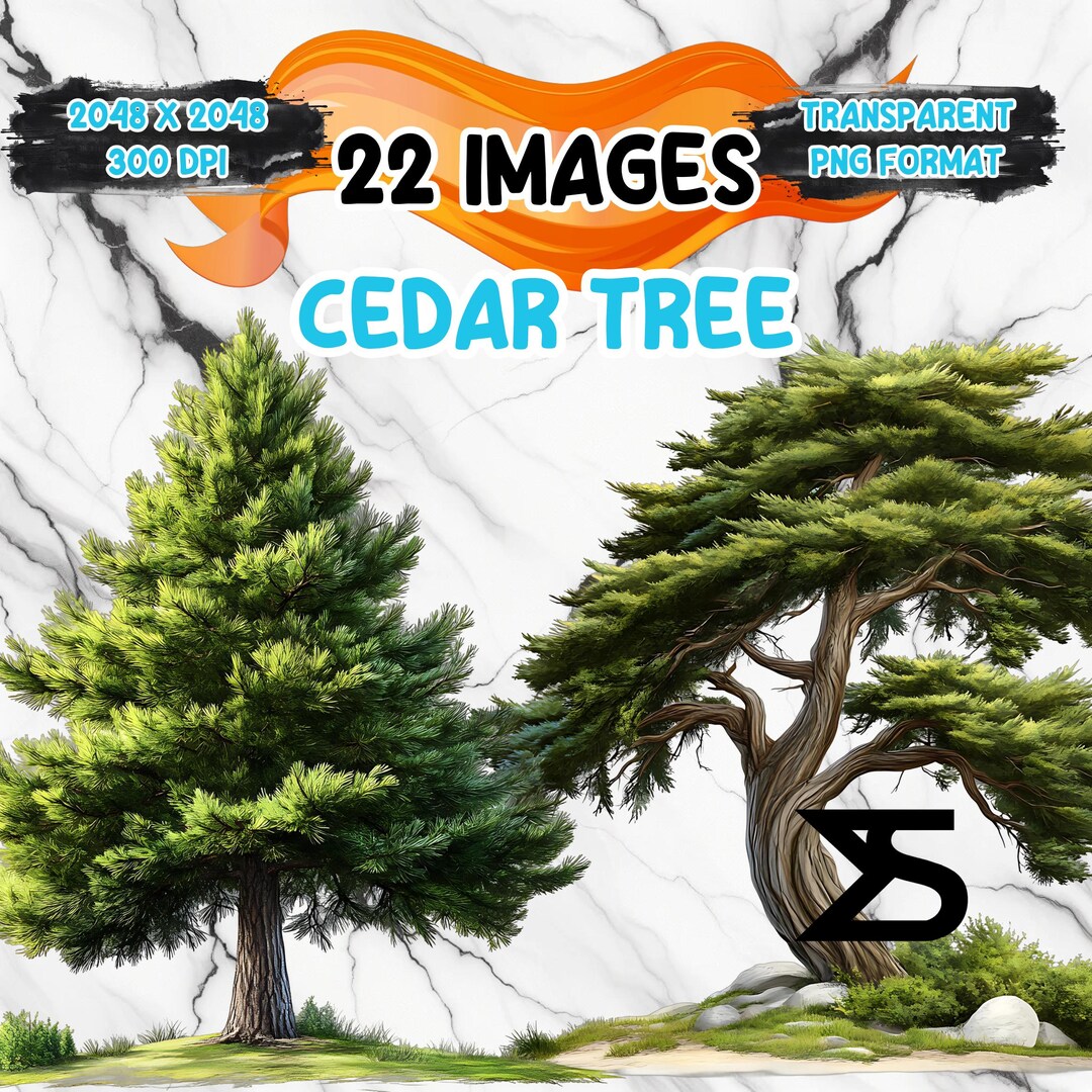 Watercolor Cedar Tree PNG Image on Transparent Background, Digital ...