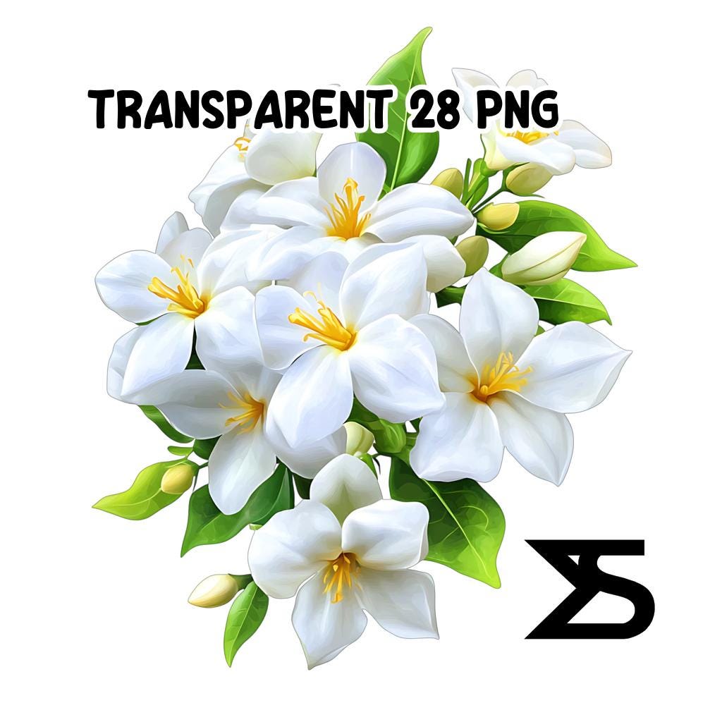 Watercolor Jasmine Flower String PNG Image on Transparent Background ...