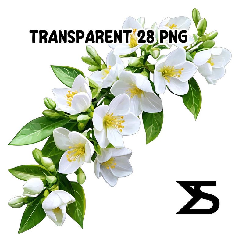 Watercolor Jasmine Flower String PNG Image on Transparent Background ...