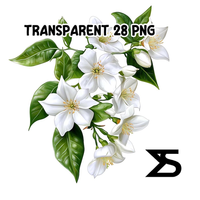 Watercolor Jasmine Flower String PNG Image on Transparent Background ...
