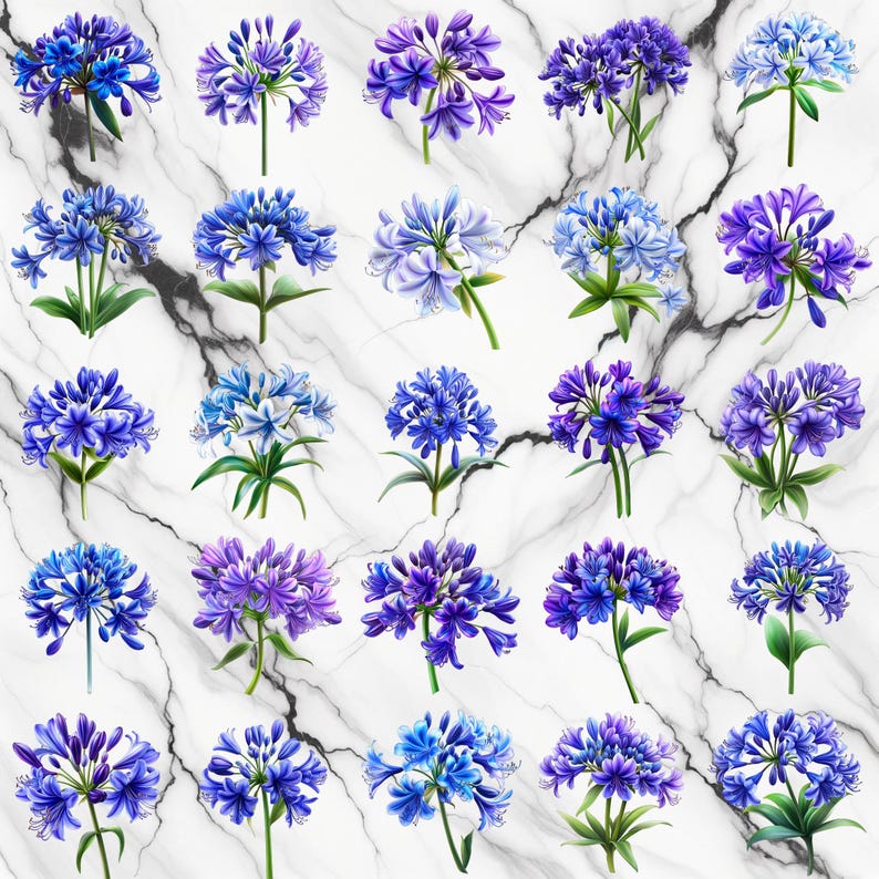 Watercolor Agapanthus PNG Image on Transparent Background, Digital ...