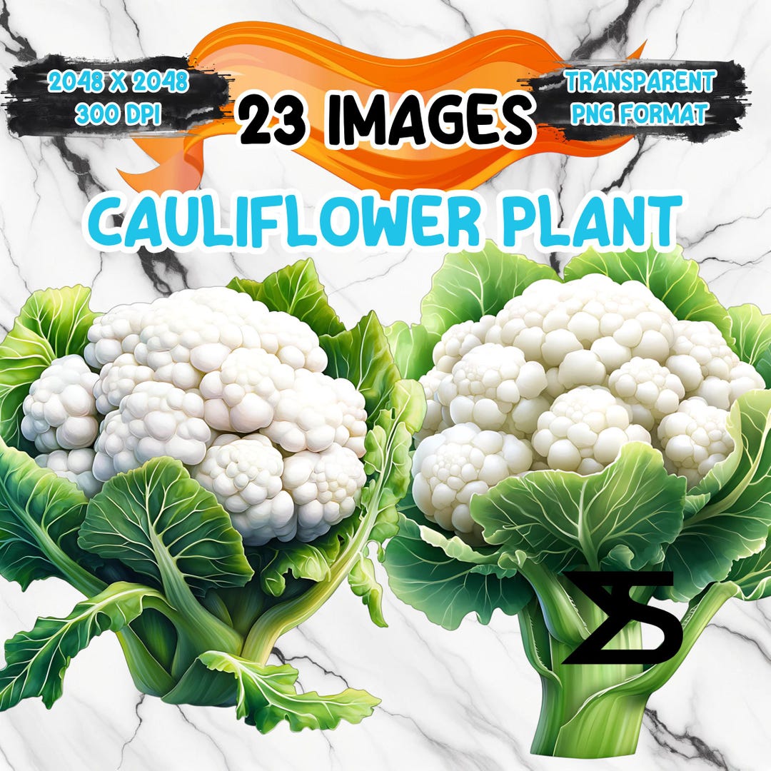 Watercolor Cauliflower Plant PNG Image on Transparent Background ...