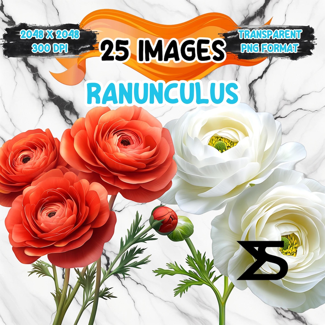 Watercolor Ranunculus PNG Image on Transparent Background, Digital ...