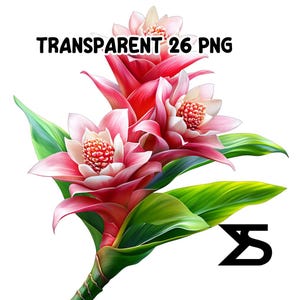 Watercolor Ginger Flower PNG Image on Transparent Background, Digital ...