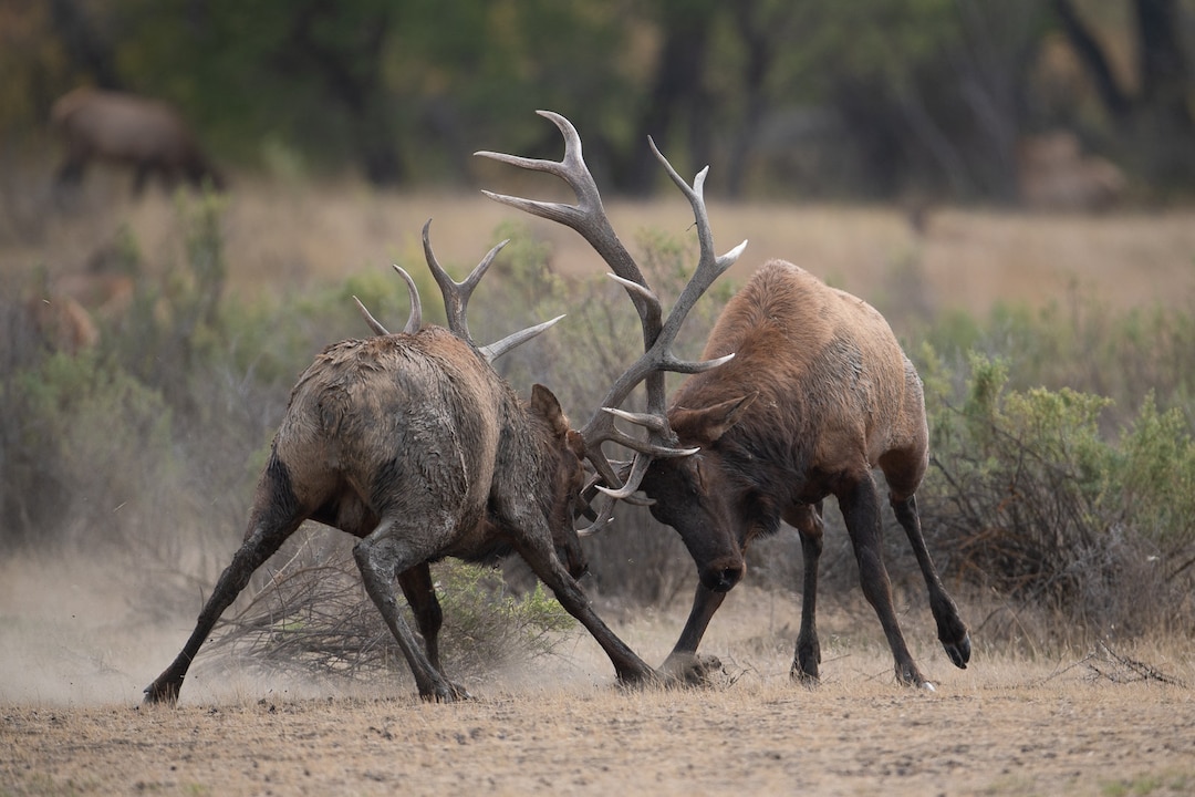 Battle Time - Elk Fight Print - Etsy