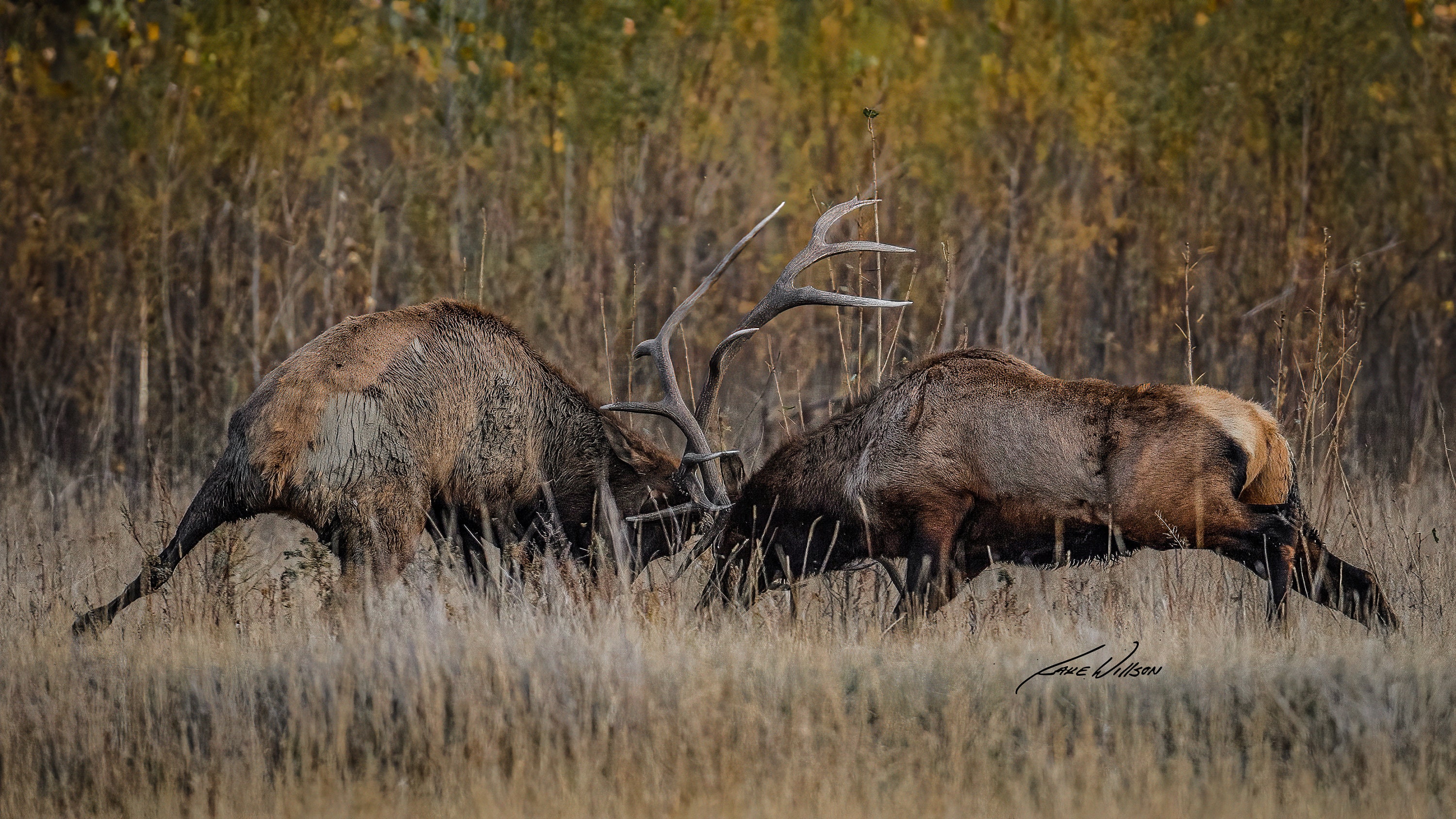 Clash of the Titans - Elk Fight Print - Etsy