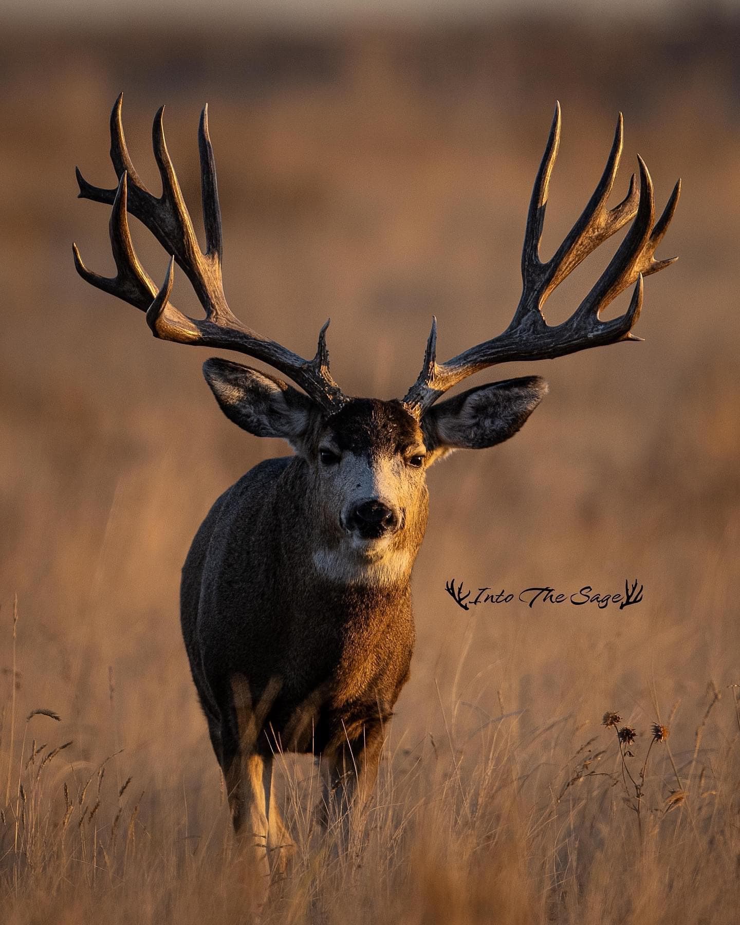 Mule Deer Portrait - "the King" - Photo Print - Etsy