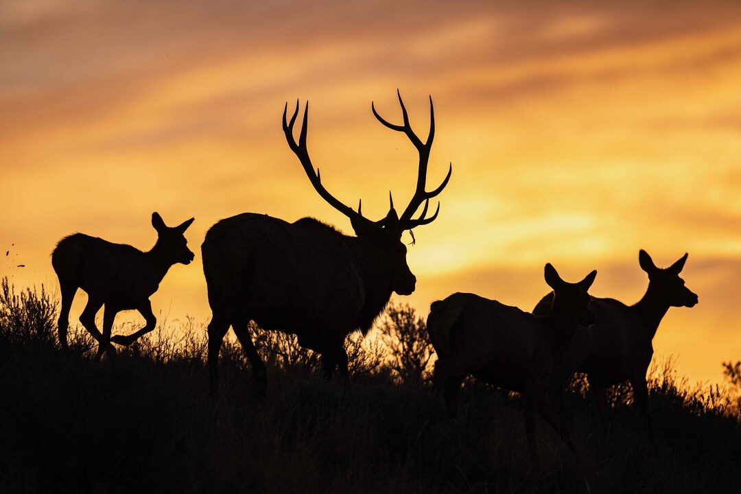 Fire in the Sky - Skyline Elk Print - Etsy