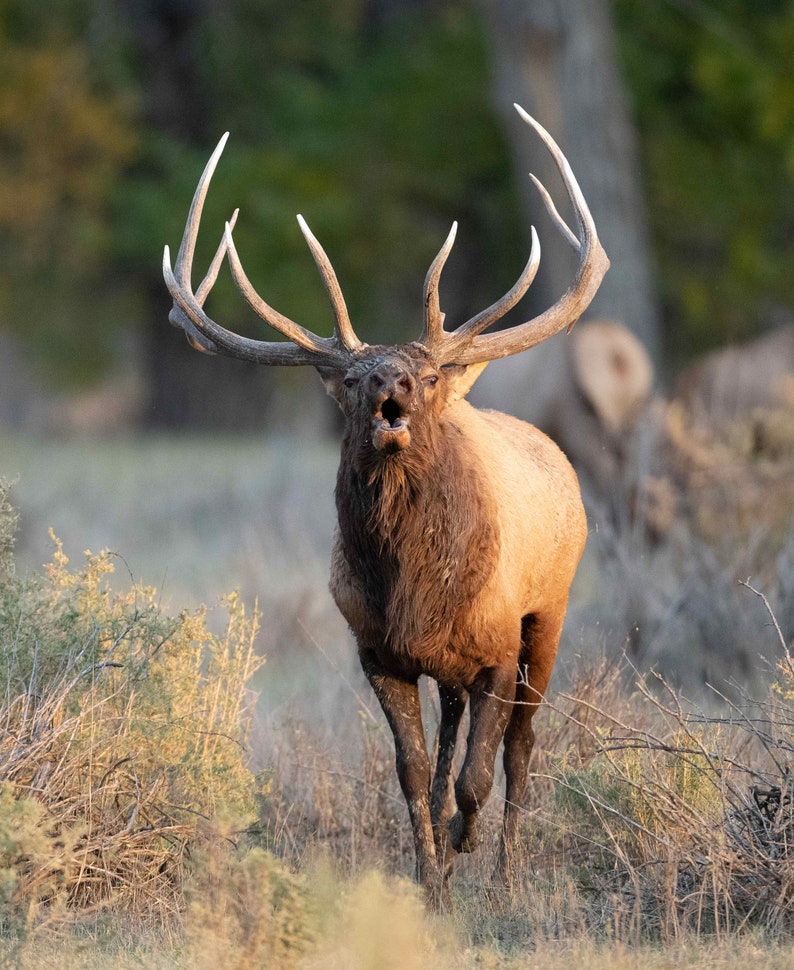 Coming in Hot - Elk Photo Print - Etsy
