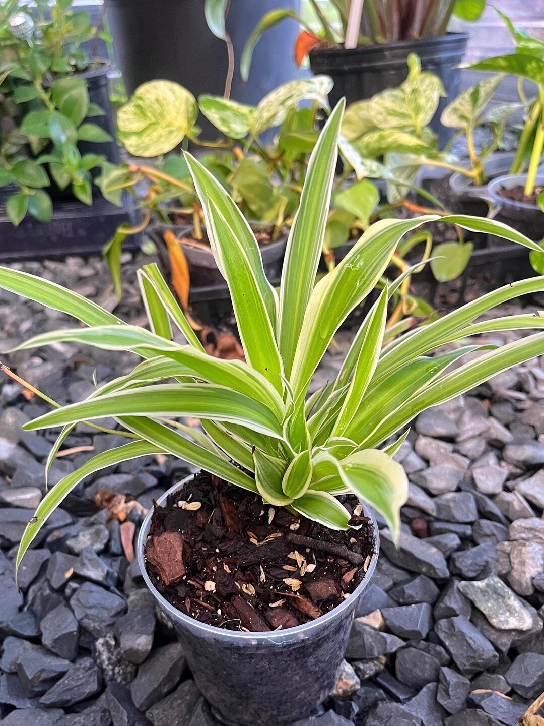 Variagated Spider Plant 4” Pot- Easy Care Houseplant - Etsy
