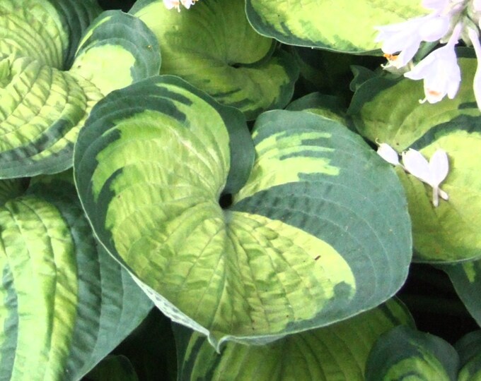 Hosta 'paradigm' / Hosta of the Year / Award Winning Hosta - Etsy