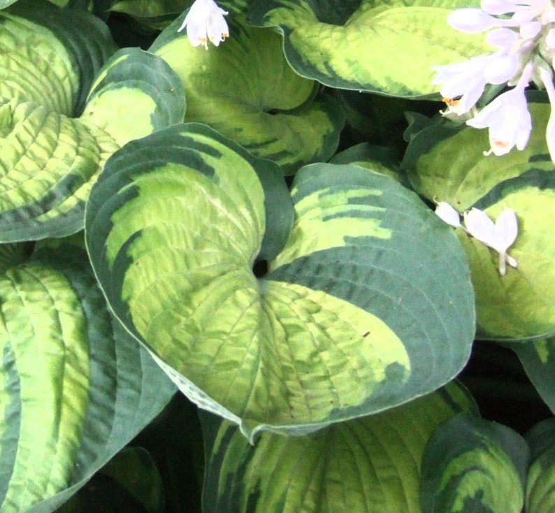 Hosta 'paradigm' / Hosta of the Year / Award Winning - Etsy