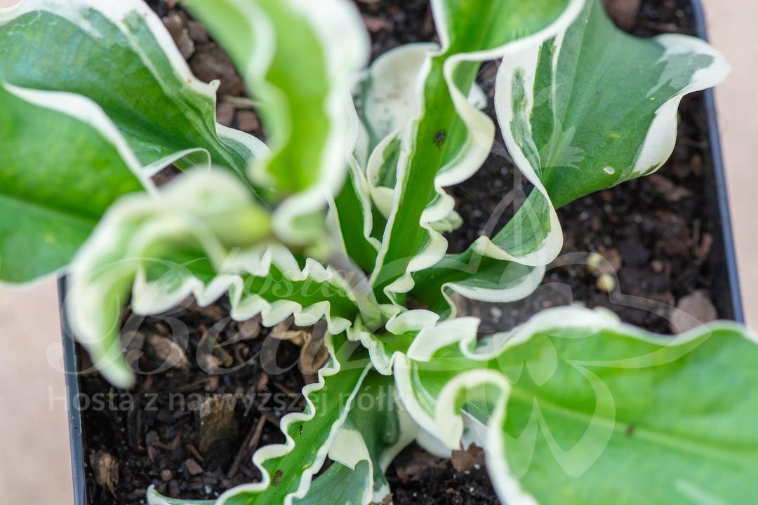 Hosta "let’s Twist Again", Funky and New / Twisty and Curly / Easy to ...
