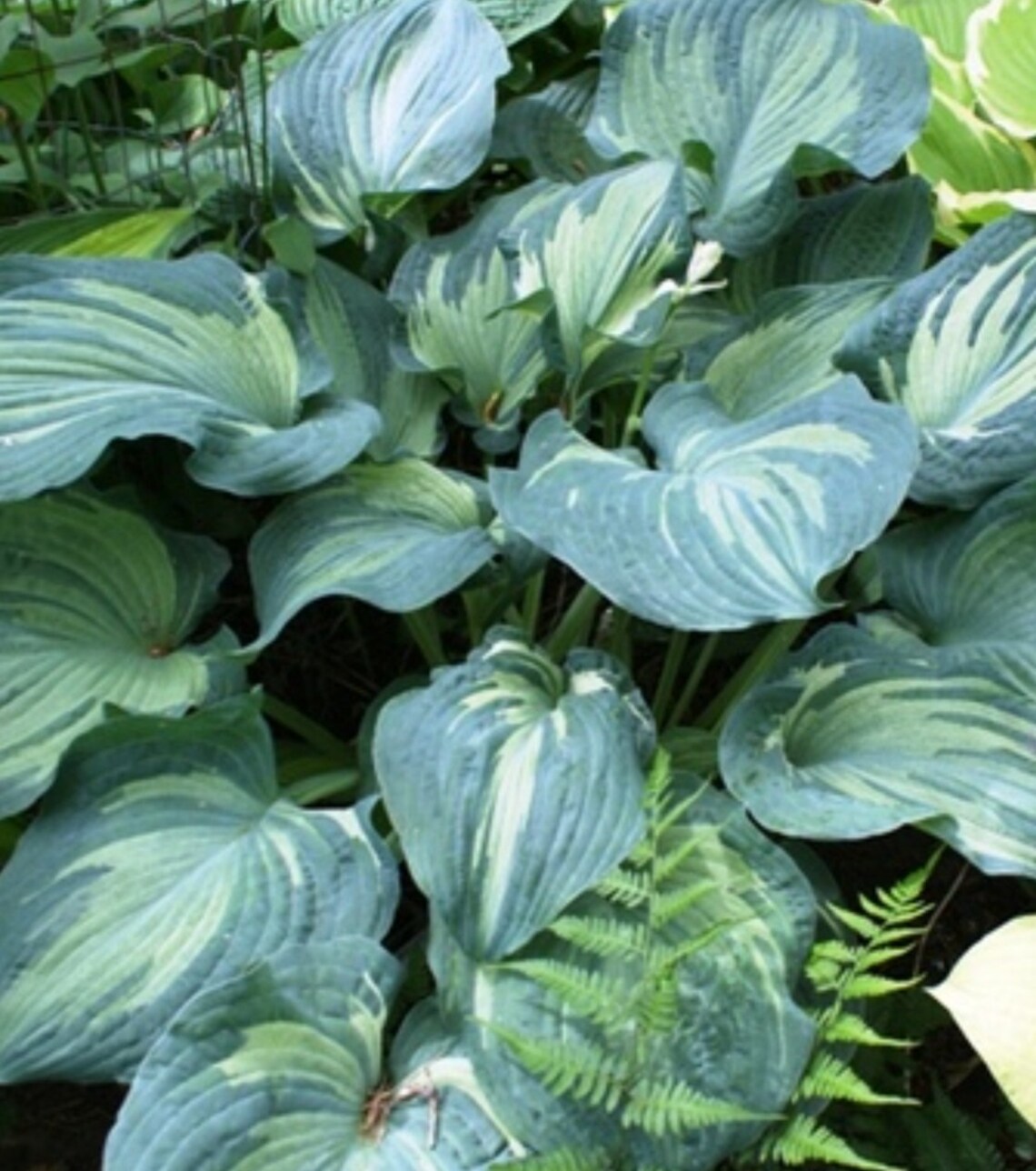Hosta 'guardian Angel' / Gorgeous Misty-white - Etsy