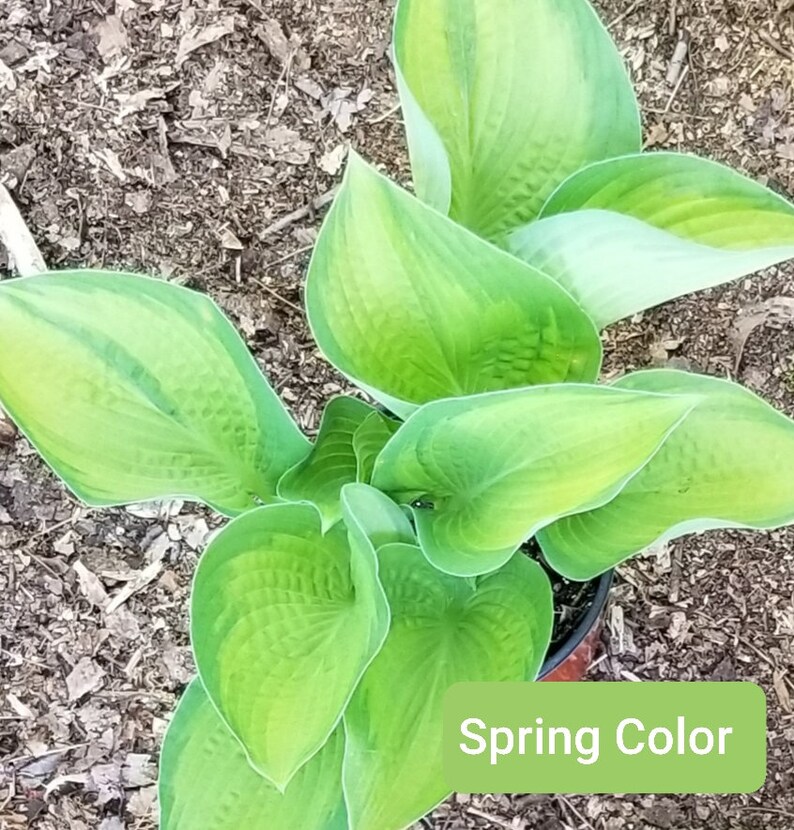 Hosta 'paradigm' / Hosta of the Year / Award Winning - Etsy