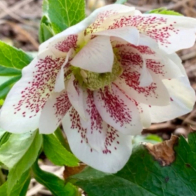 Hellebore Plant Live - Etsy