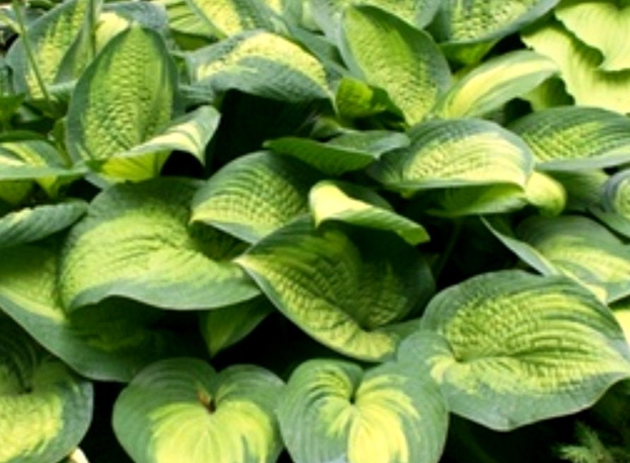Hosta 'paradigm' / Hosta of the Year / Award Winning - Etsy