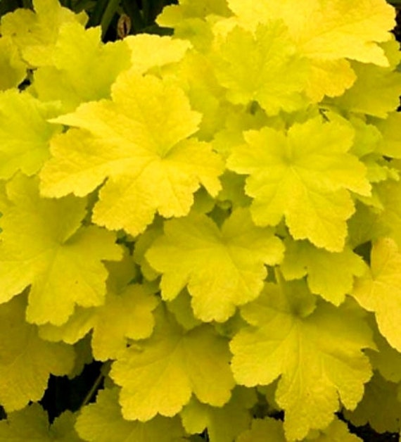 Heuchera 'citronelle' / Beautiful Bright Yellow - Etsy