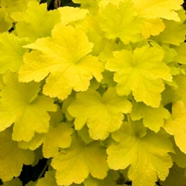 Heuchera - Etsy
