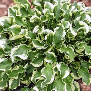 Hosta "let’s Twist Again", Funky and New / Twisty and Curly / Easy to ...