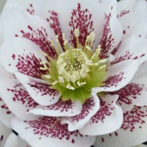 Confetti Cake Lenten Rose/multi-plant Discount/beautiful Long Lasting ...