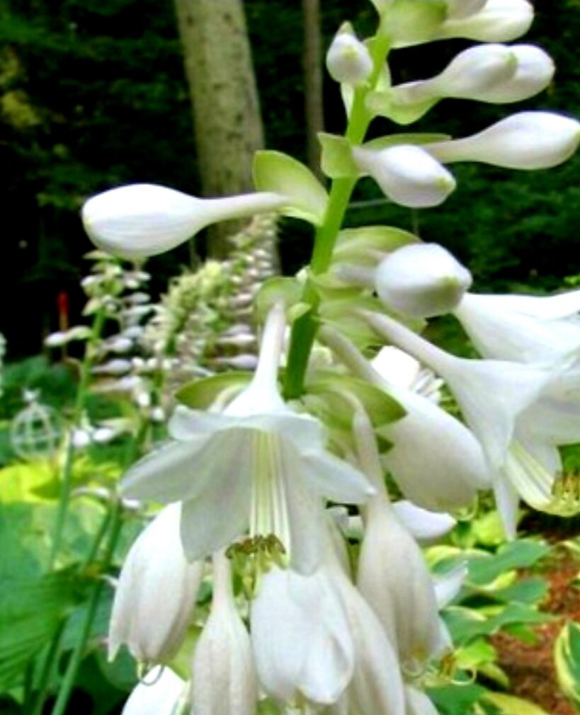 Hosta 'paradigm' / Hosta of the Year / Award Winning - Etsy