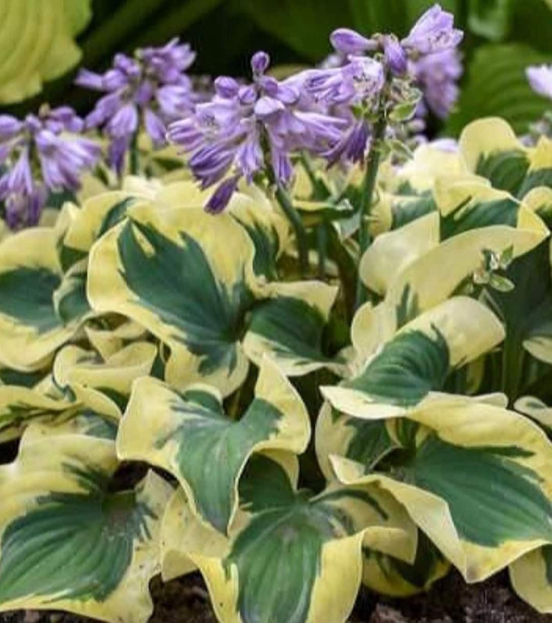 Hosta 'mini Skirt' / Petite Flirty and Fun / - Etsy