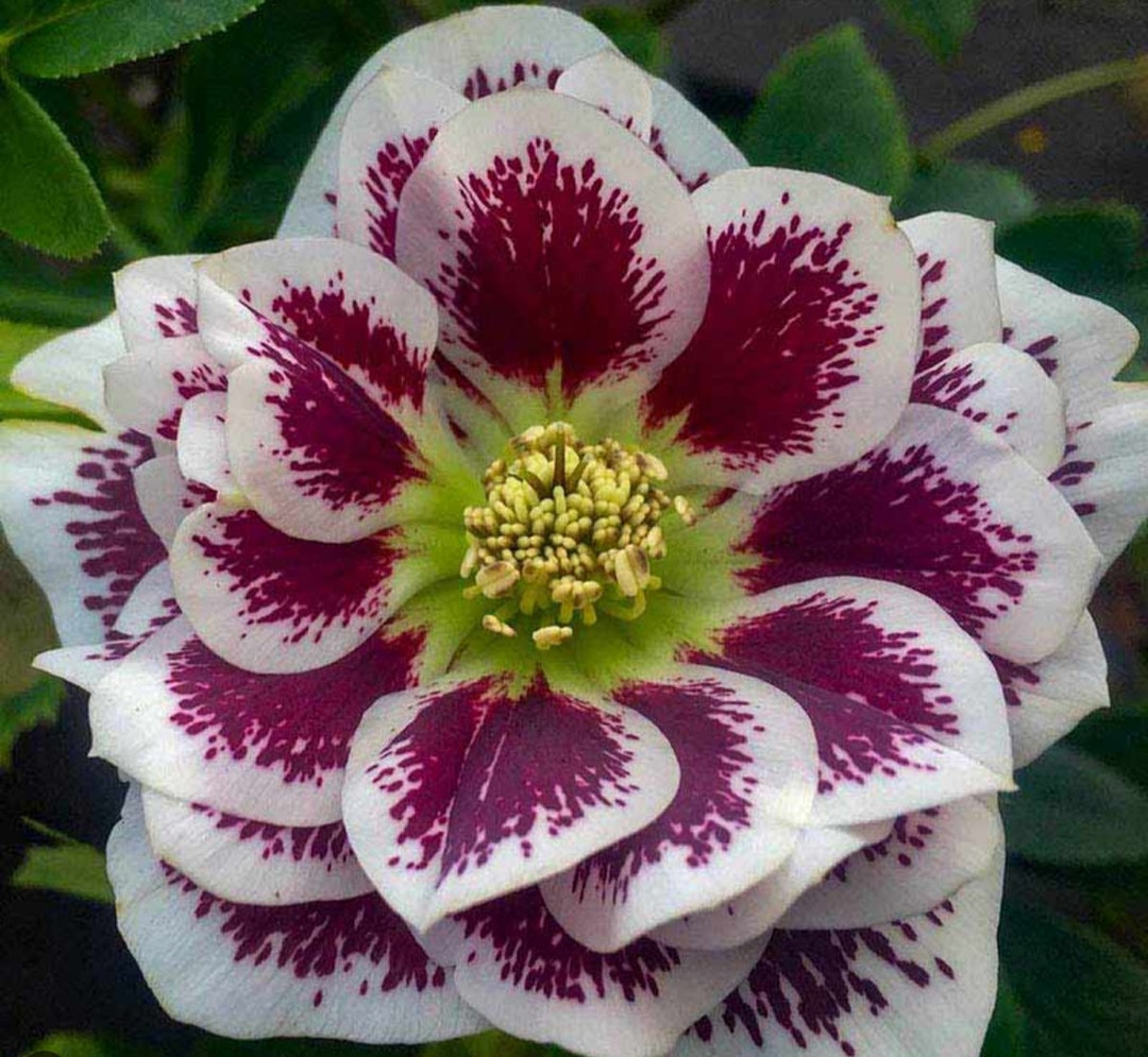 Shotgun Wedding Lenten Rose / Multi-plant Discount / Easy to Grow ...