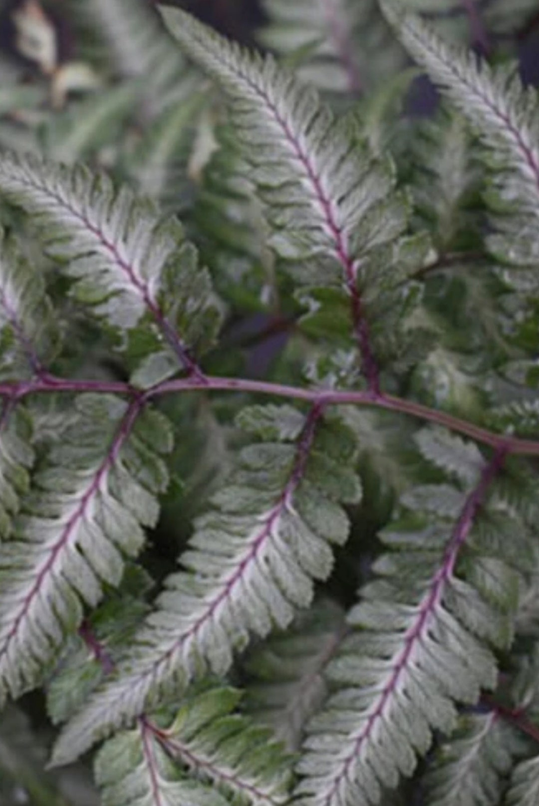 Godzilla Japanese Painted Fern / Beautiful Companion to Hostas ...