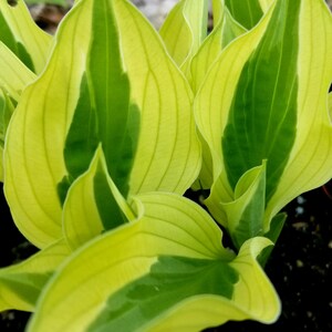 Hostas - Etsy